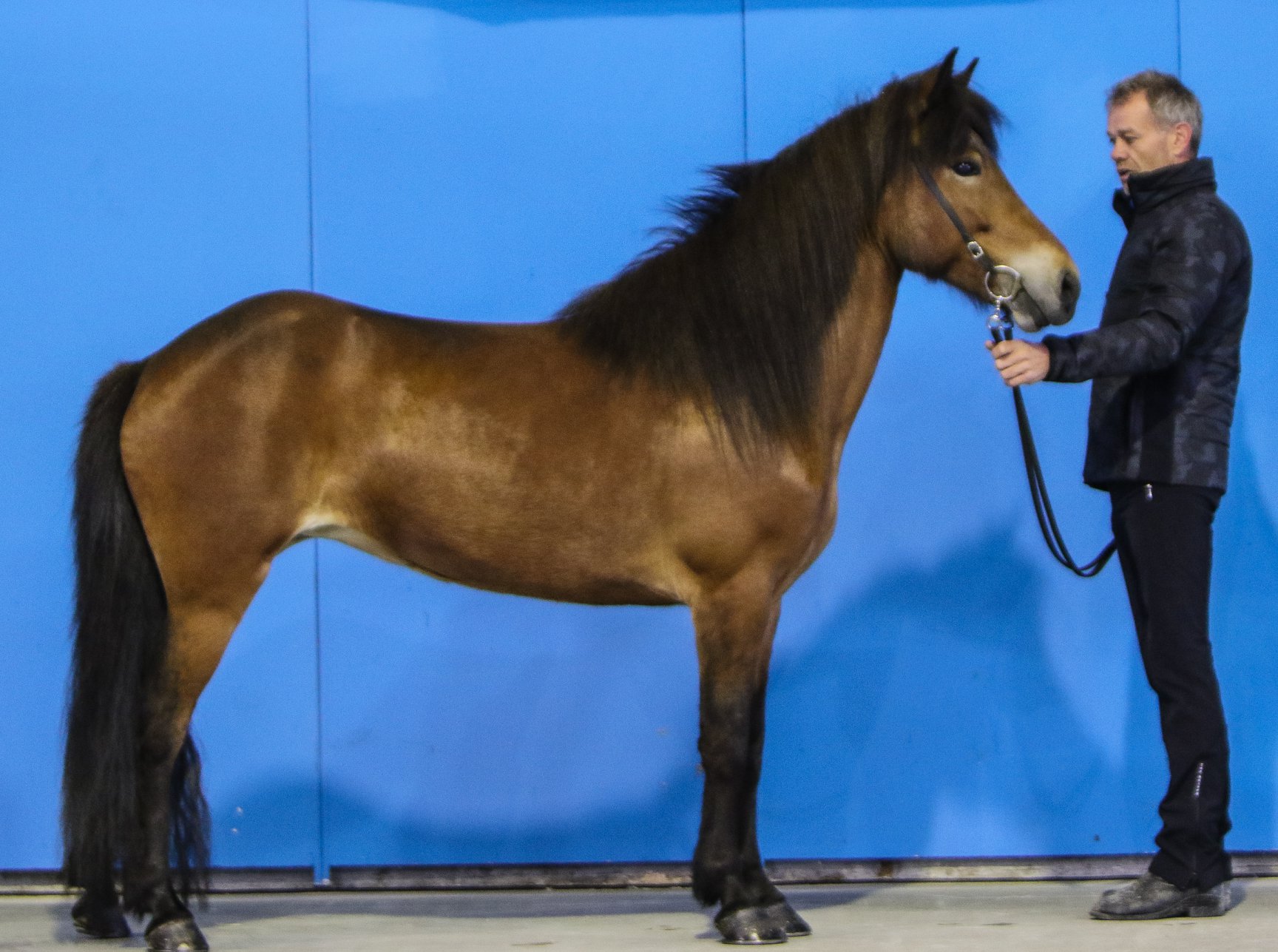 Stallions – Is-Ranch