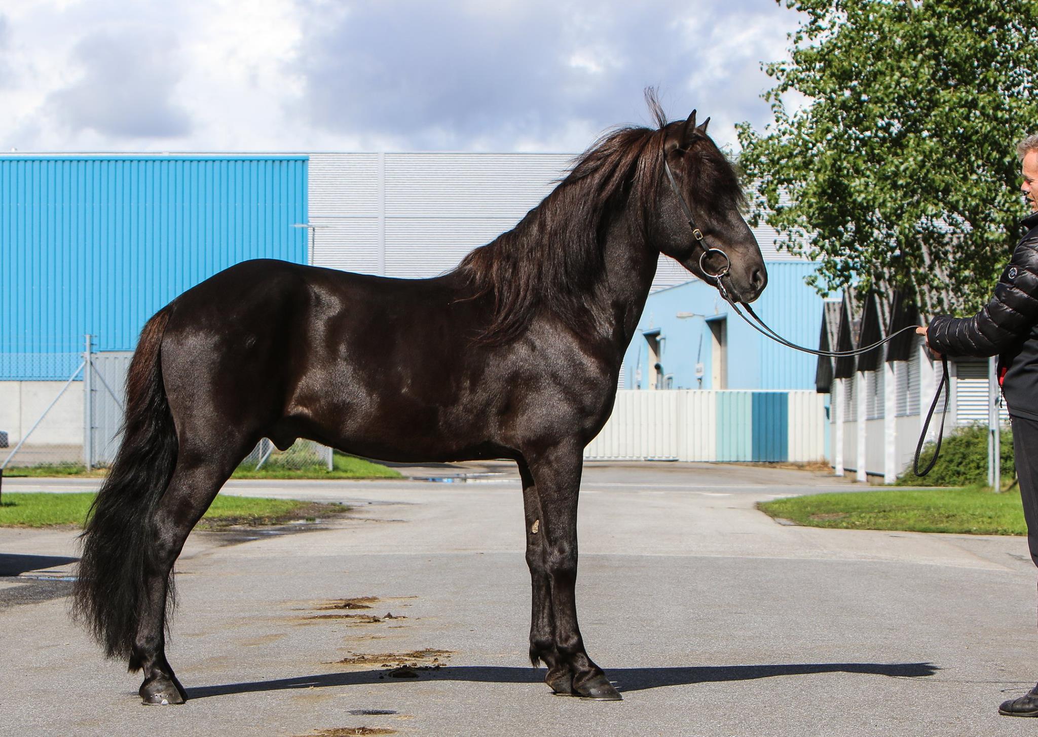 Stallions – Is-Ranch