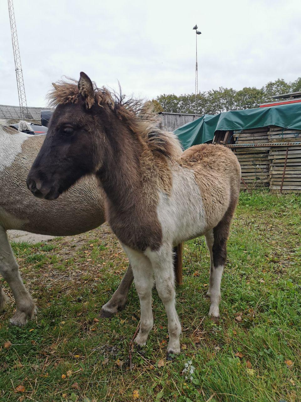 Mares – Is-Ranch